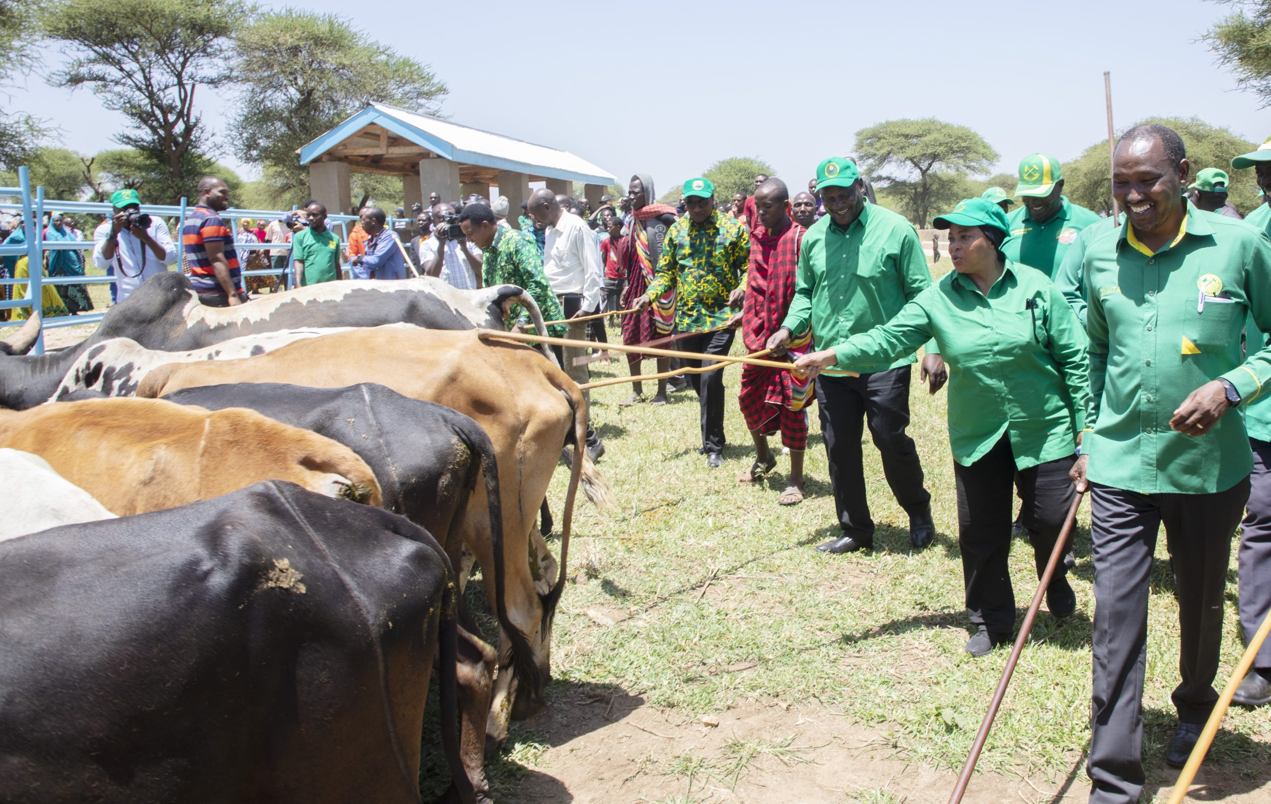 CHONGOLO ASHUHUDIA NG’OMBE WAKIINGIZWA KWENYE JOSHO KITETO – Full ...