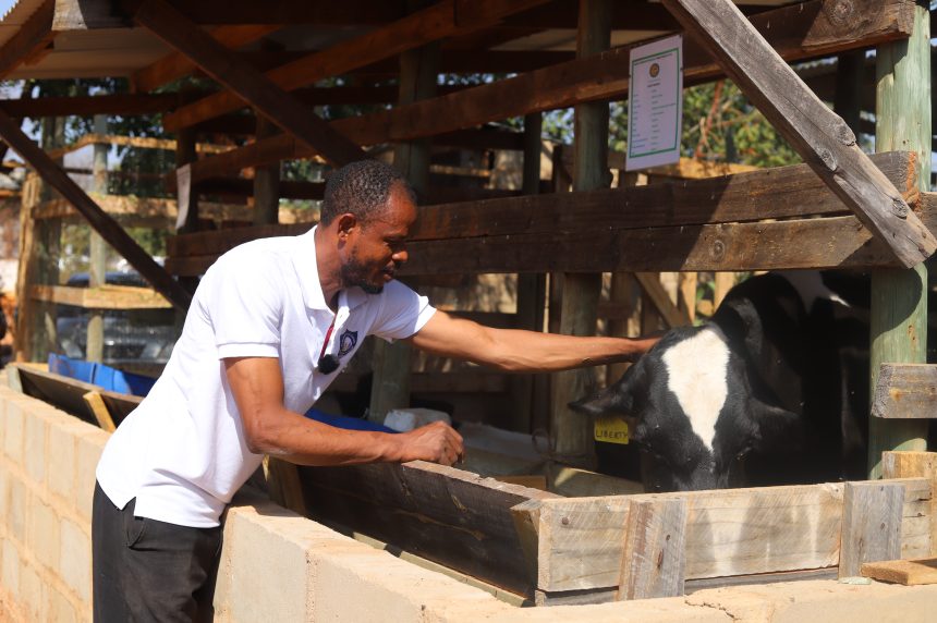 WAFUGAJI WA NG’OMBE JIJI LA DODOMA WASHAURIWA KUFUGA KISASA – Full ...