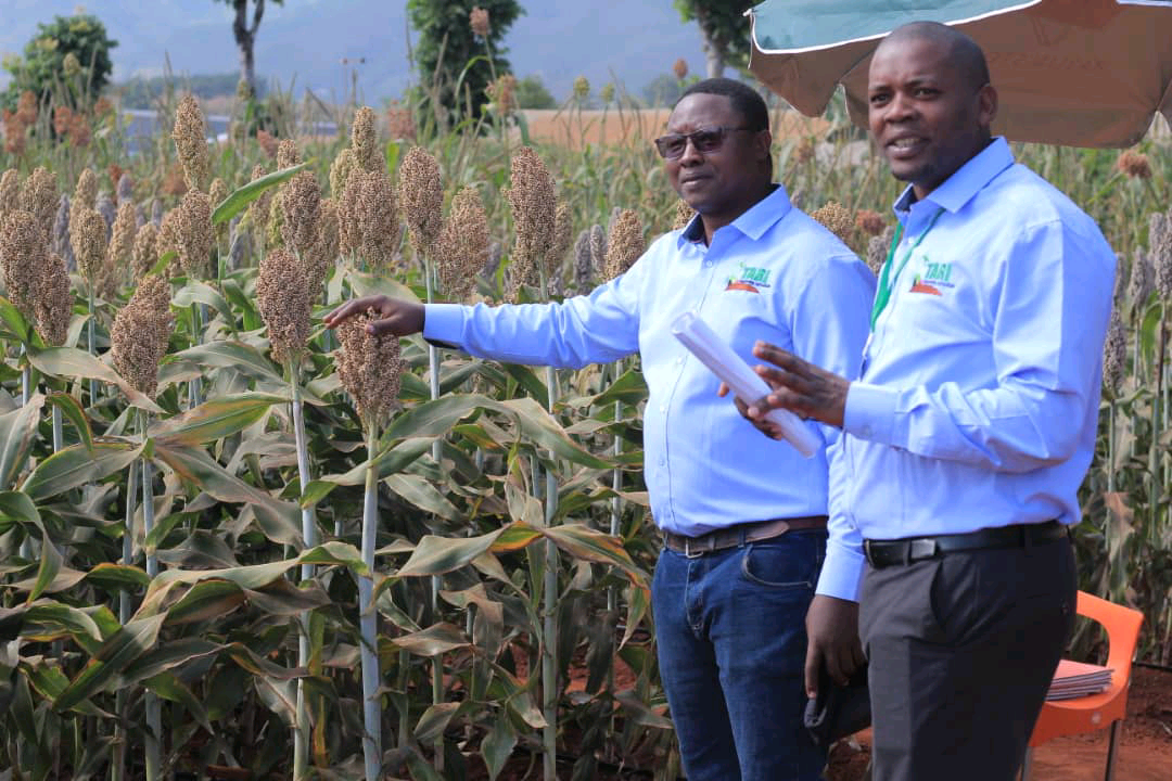 WAKULIMA KUNUFAIKA NA MBEGU BORA KUTOKA TARI – Full Shangwe Blog