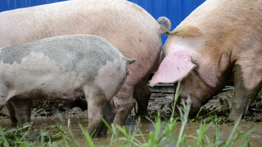 WAKENYA WAIKUBALI NGURUWE PROJECT KATIKA KIJIJI CHA NGURUWE DODOMA ...