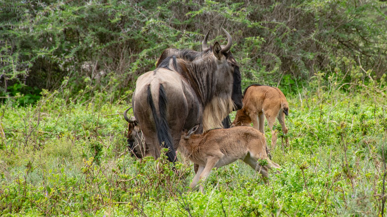NYUMBU NA MSEMO WA “TAHADHARI NA ADUI KIUMBE” – Full Shangwe Blog